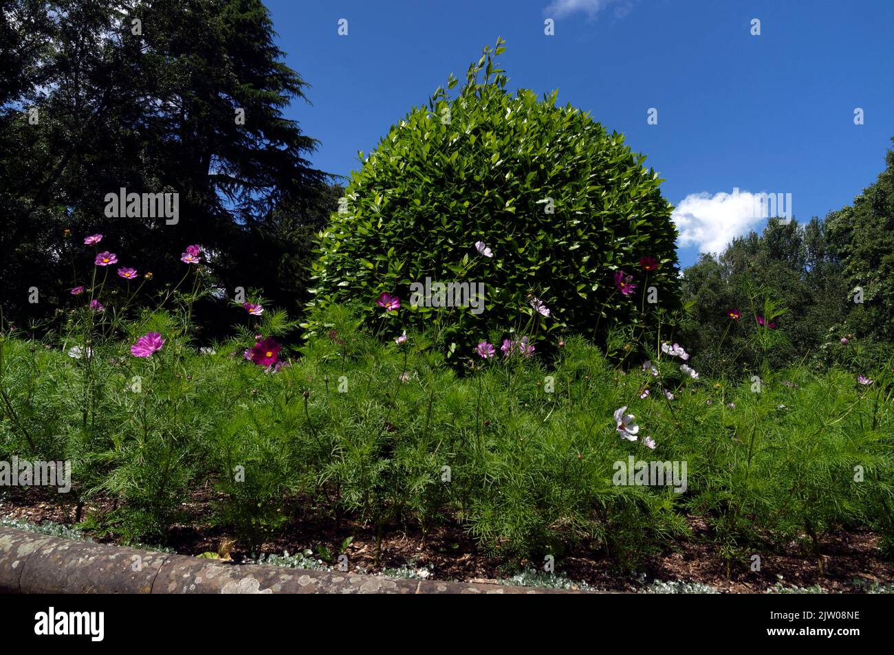 Topiary and raised flower beds. Castle Grounds / Bute Park / Cooper's ...