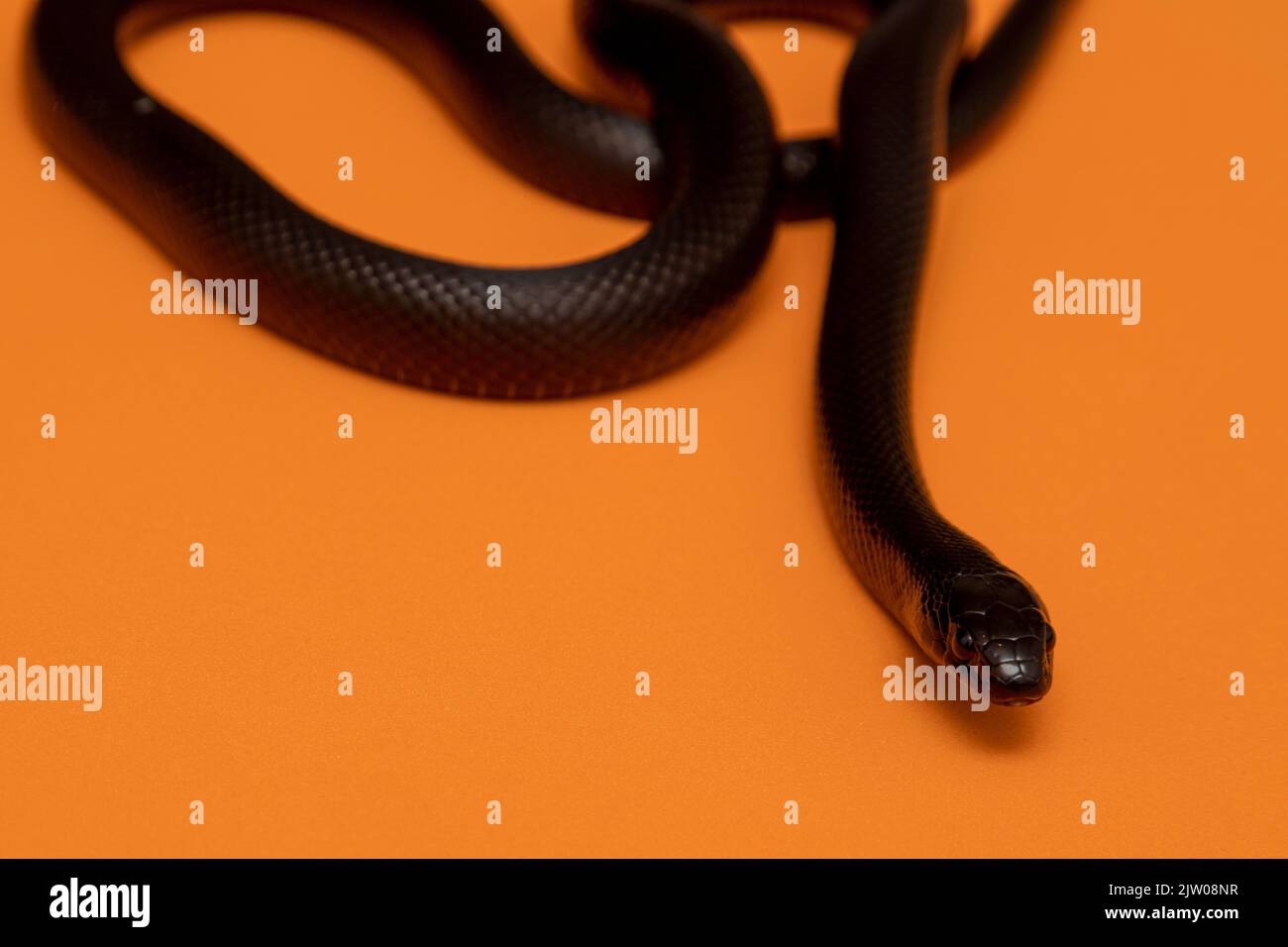 The Mexican black kingsnake (Lampropeltis getula nigrita) is part of ...