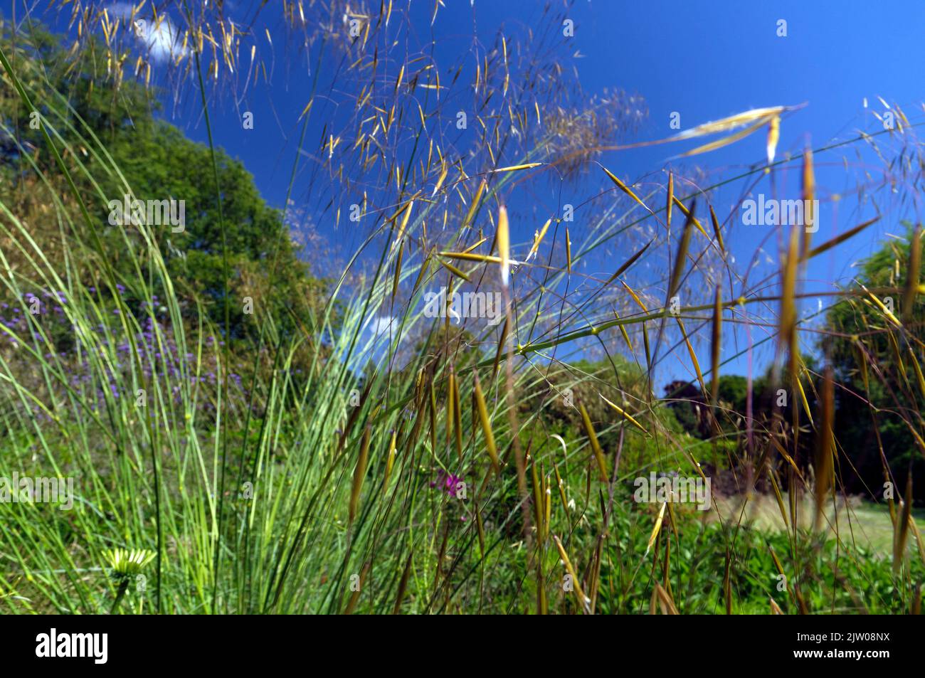 Grasses against blue sky. Castle Grounds / Bute Park / Cooper's field ...
