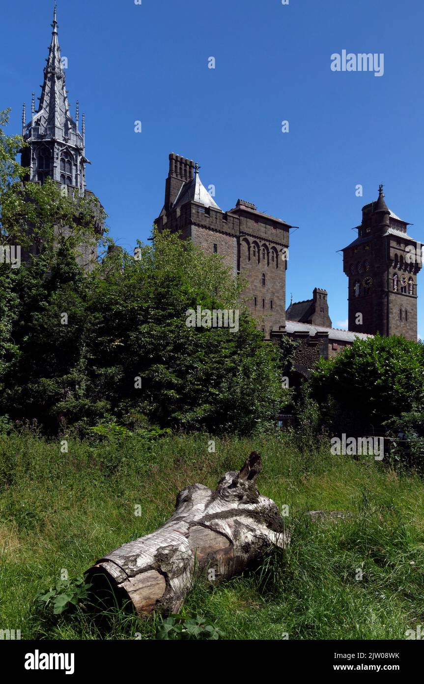 Cardiff Castle 2022. View from Bute Park / Castle Grounds. Clock tower ...
