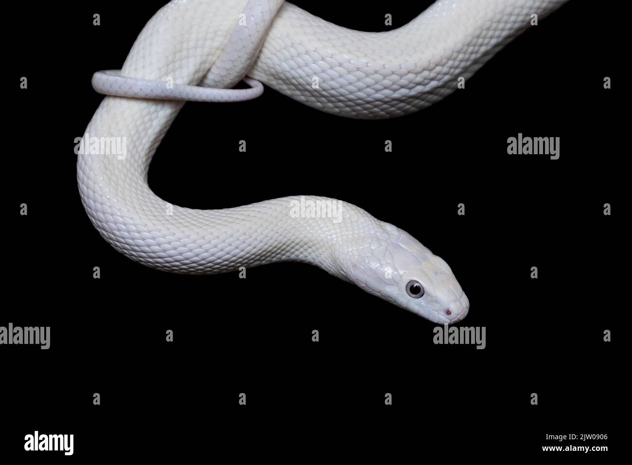 The Texas rat snake (Elaphe obsoleta lindheimeri ) is a subspecies of ...