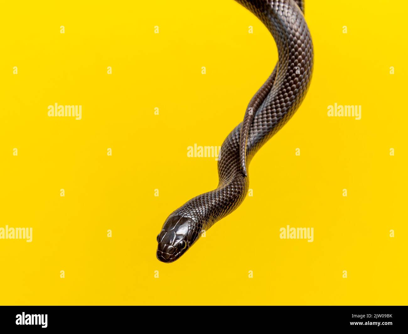 The Mexican black kingsnake (Lampropeltis getula nigrita) is part of ...