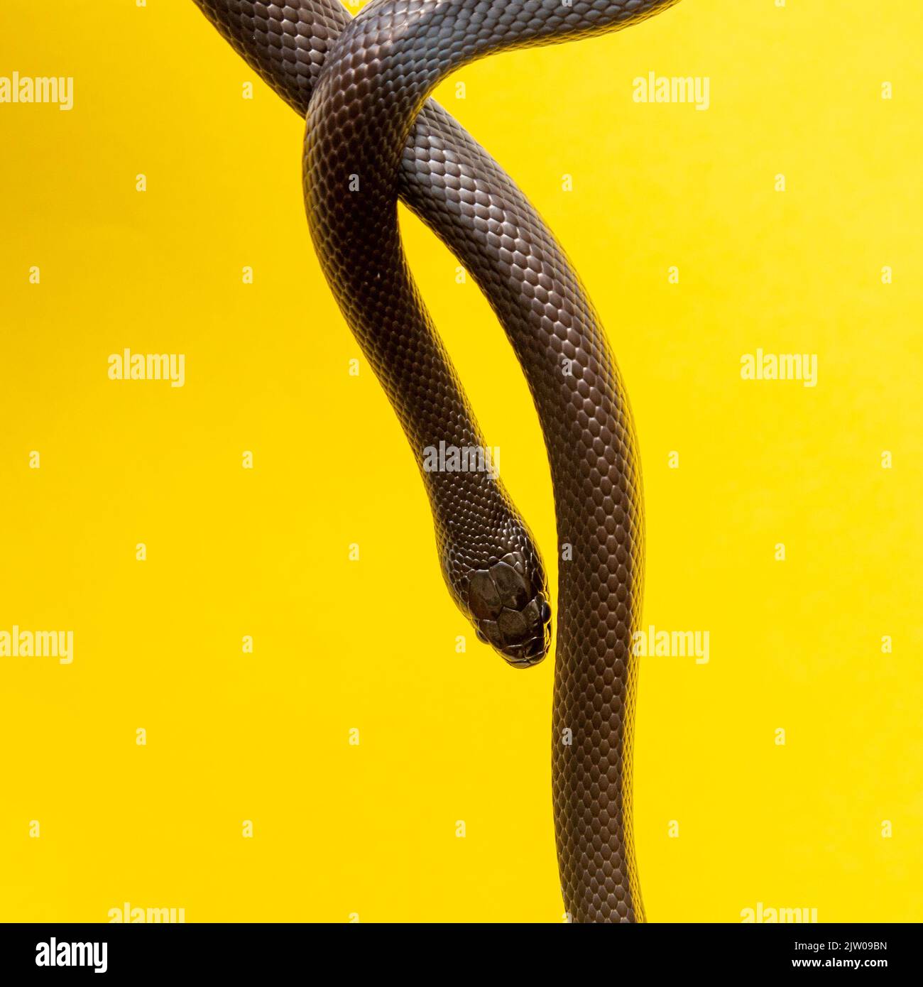 The Mexican black kingsnake (Lampropeltis getula nigrita) is part of ...