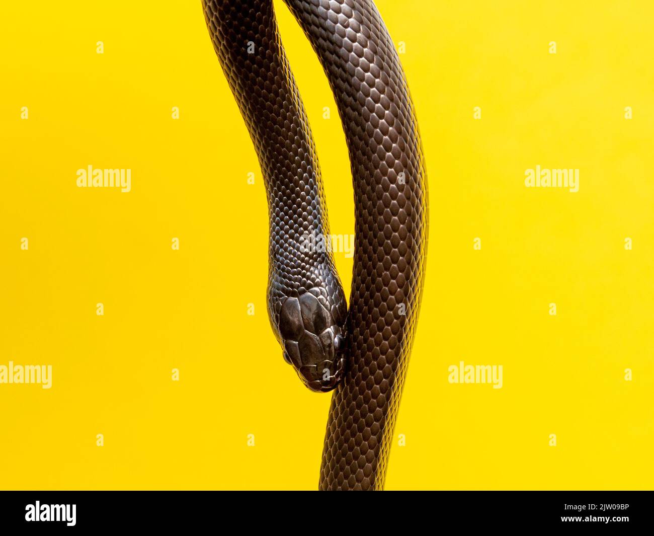 The Mexican black kingsnake (Lampropeltis getula nigrita) is part of ...