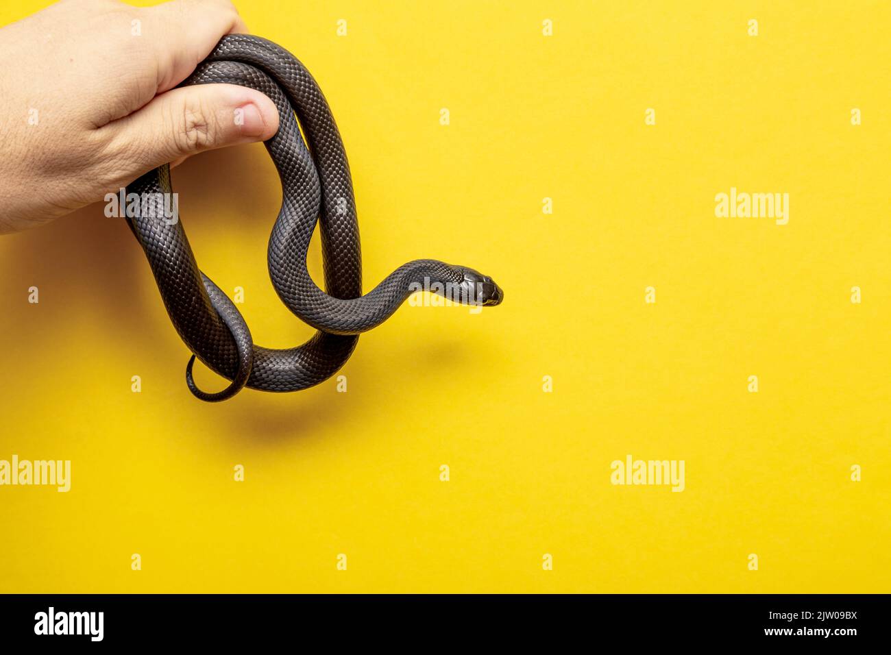 The Mexican black kingsnake (Lampropeltis getula nigrita) is part of ...