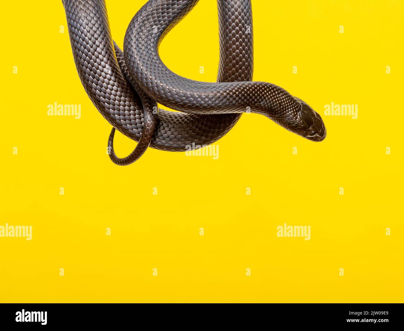 The Mexican black kingsnake (Lampropeltis getula nigrita) is part of ...