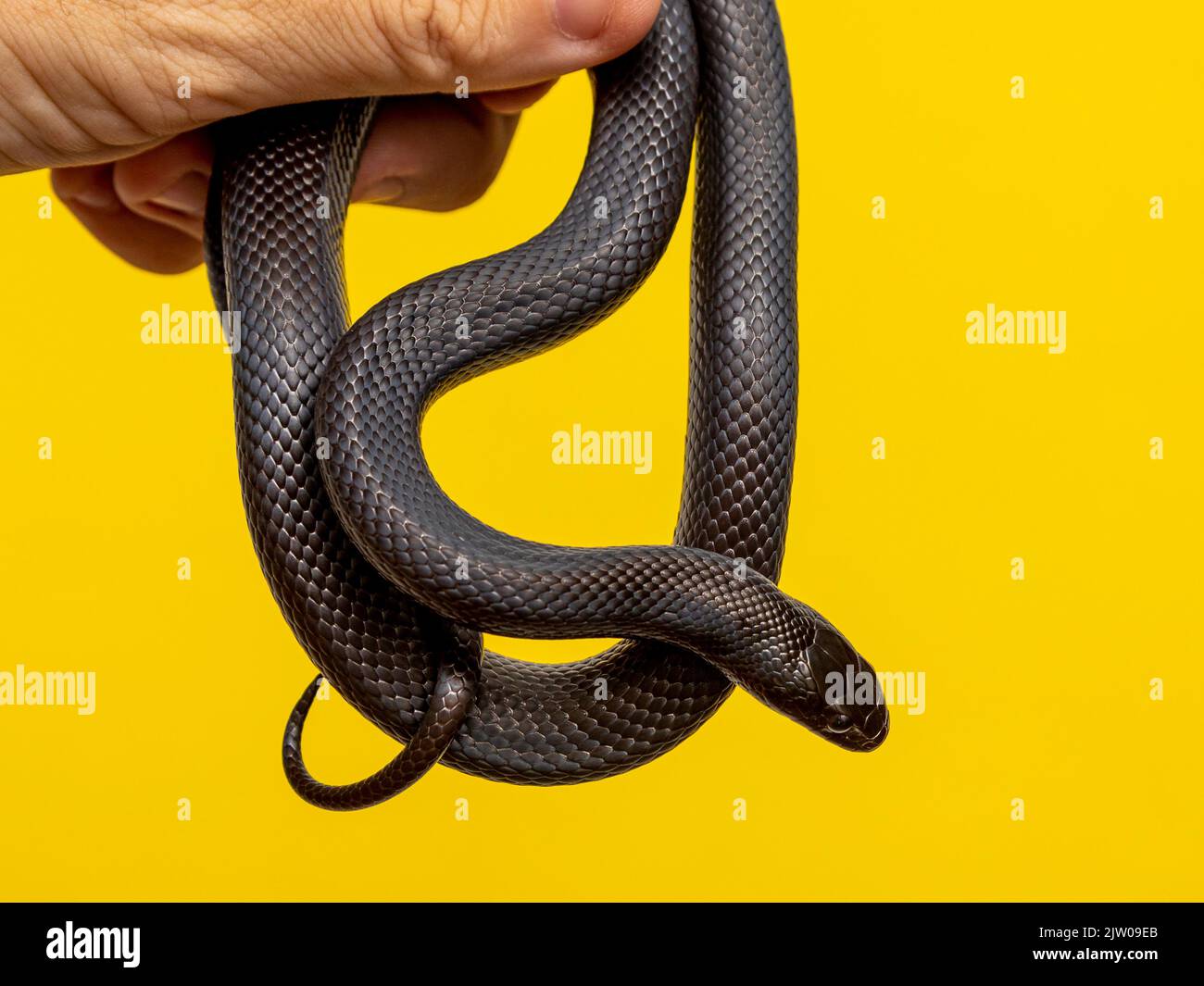 The Mexican black kingsnake (Lampropeltis getula nigrita) is part of ...