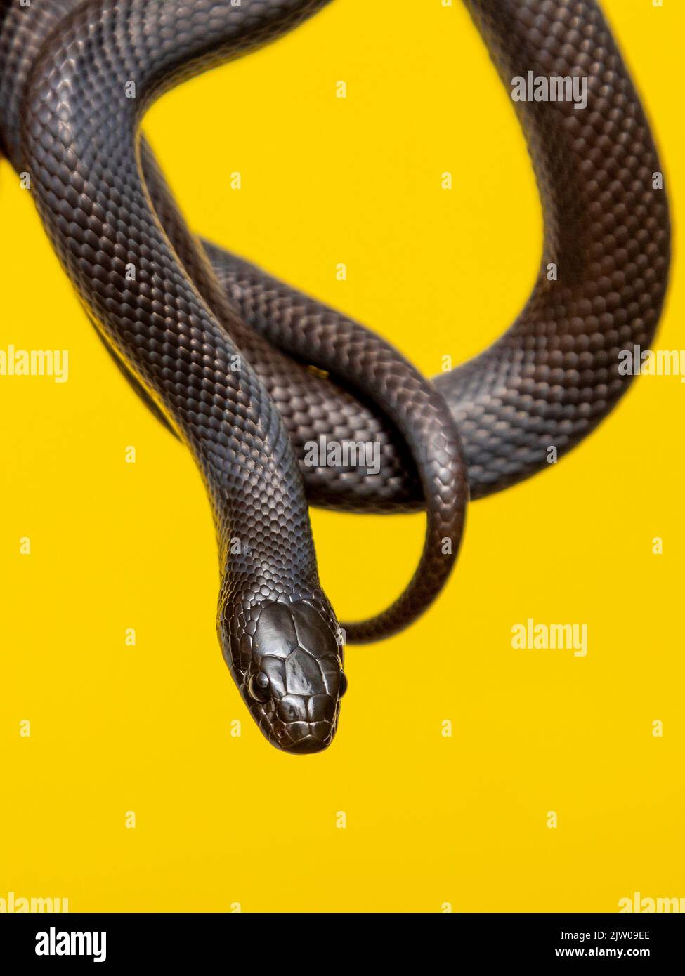 The Mexican black kingsnake (Lampropeltis getula nigrita) is part of ...