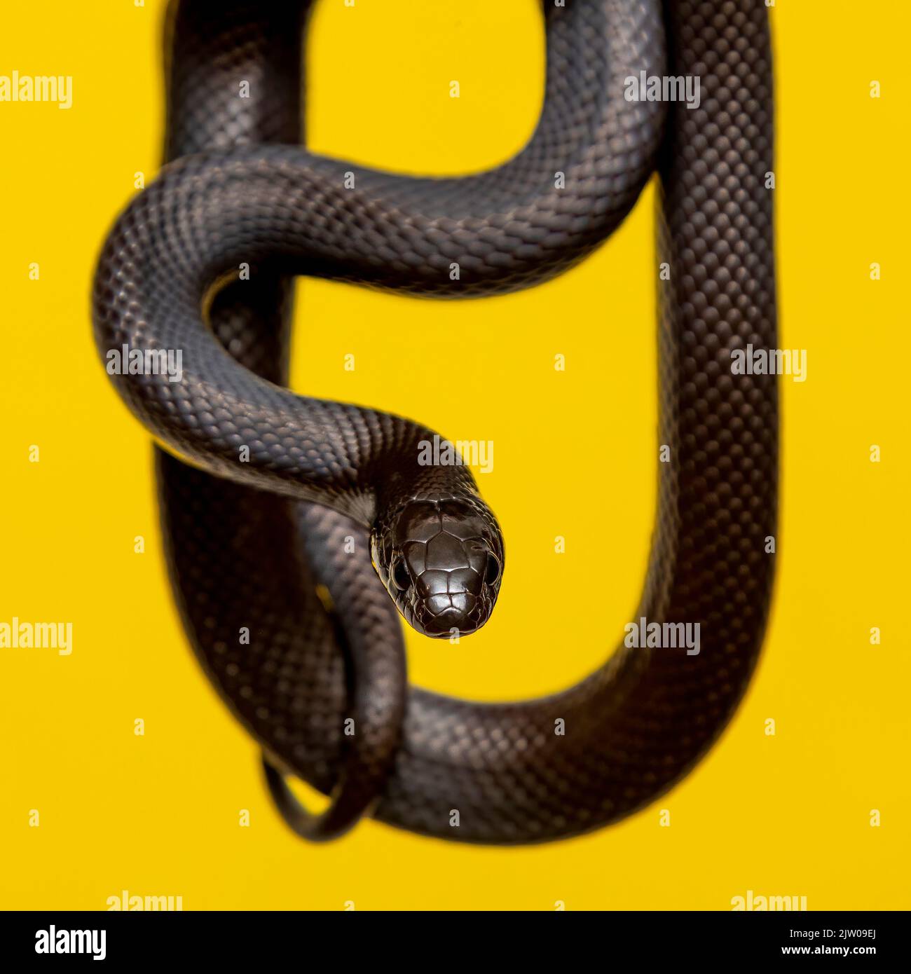 The Mexican black kingsnake (Lampropeltis getula nigrita) is part of ...