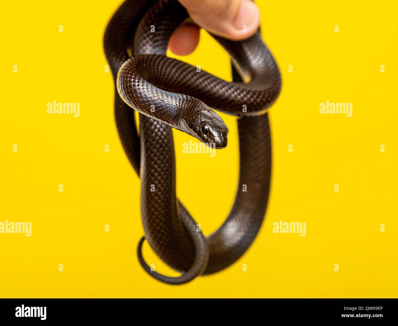 The Mexican black kingsnake (Lampropeltis getula nigrita) is part of ...