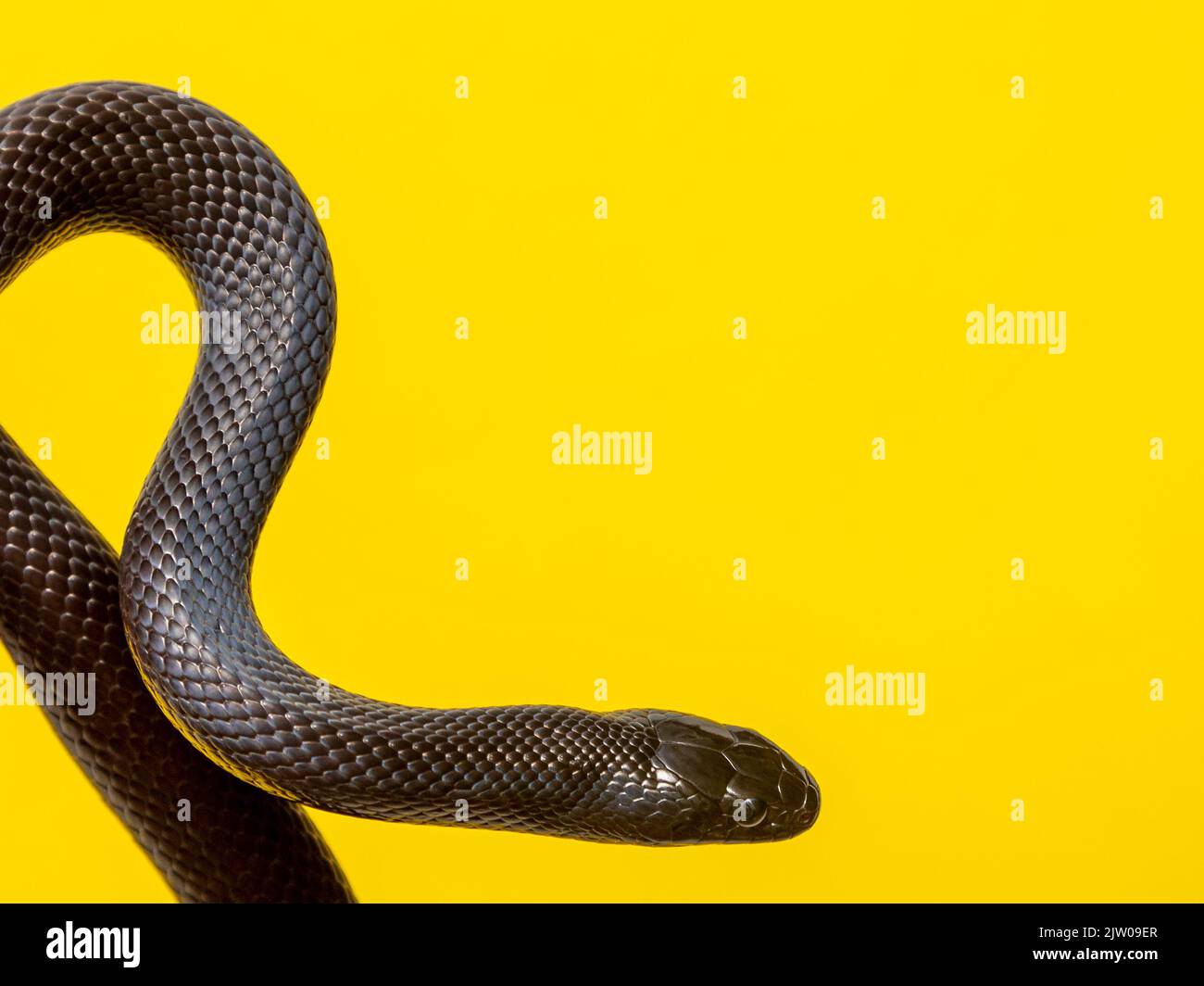 The Mexican black kingsnake (Lampropeltis getula nigrita) is part of ...