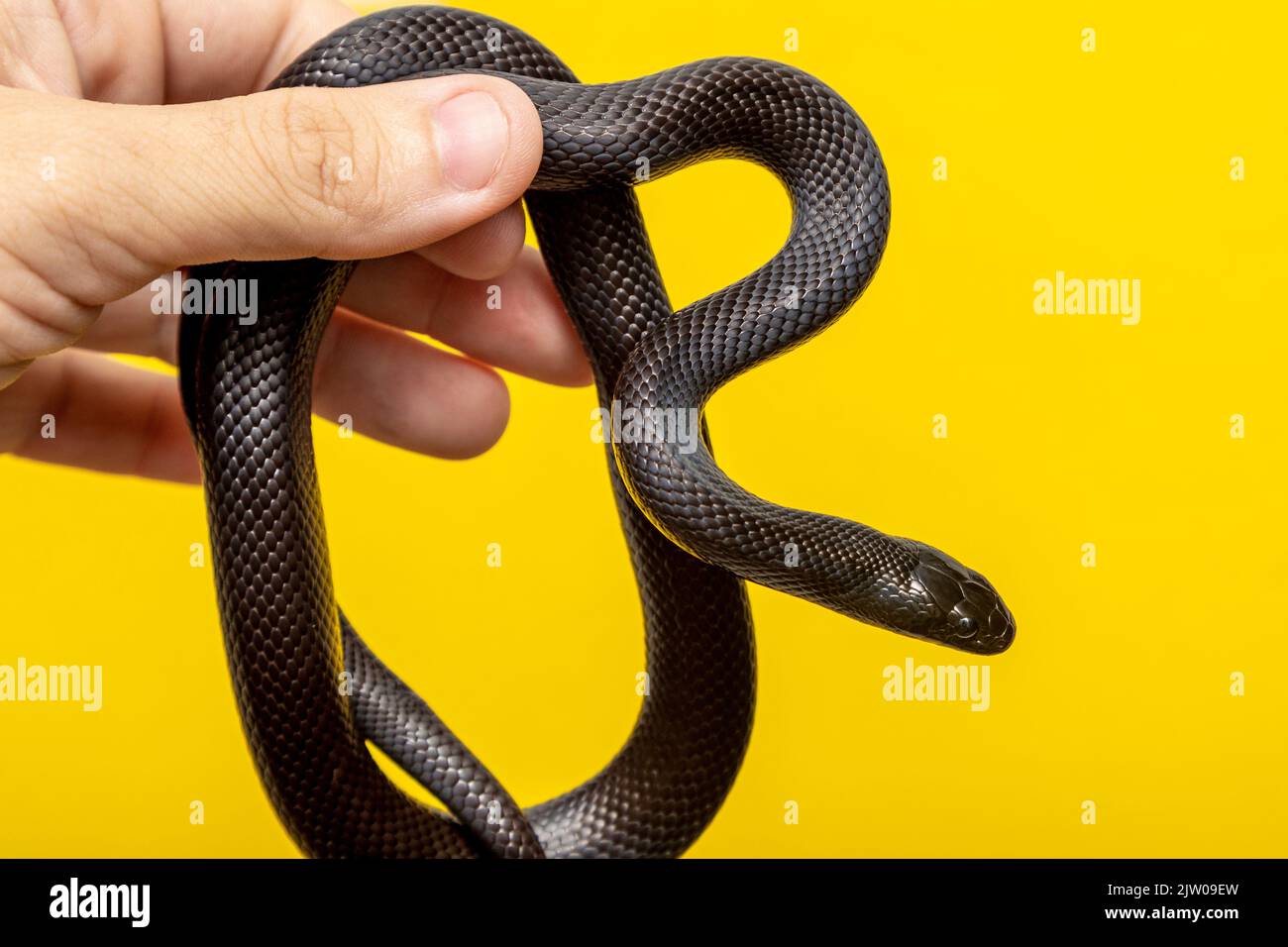 The Mexican black kingsnake (Lampropeltis getula nigrita) is part of ...