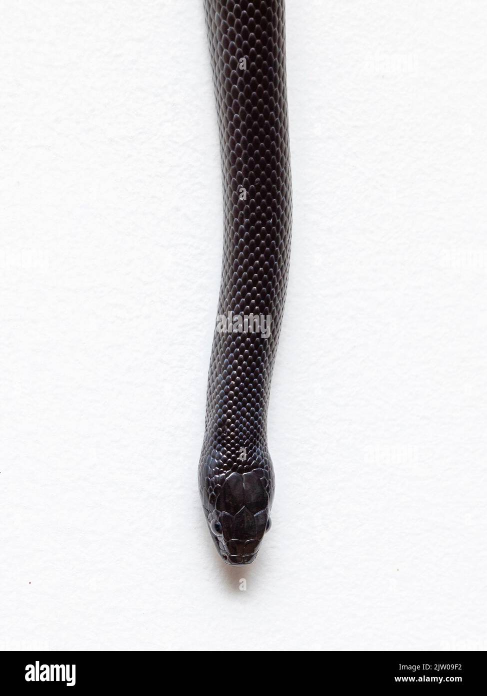 The Mexican black kingsnake (Lampropeltis getula nigrita) is part of ...
