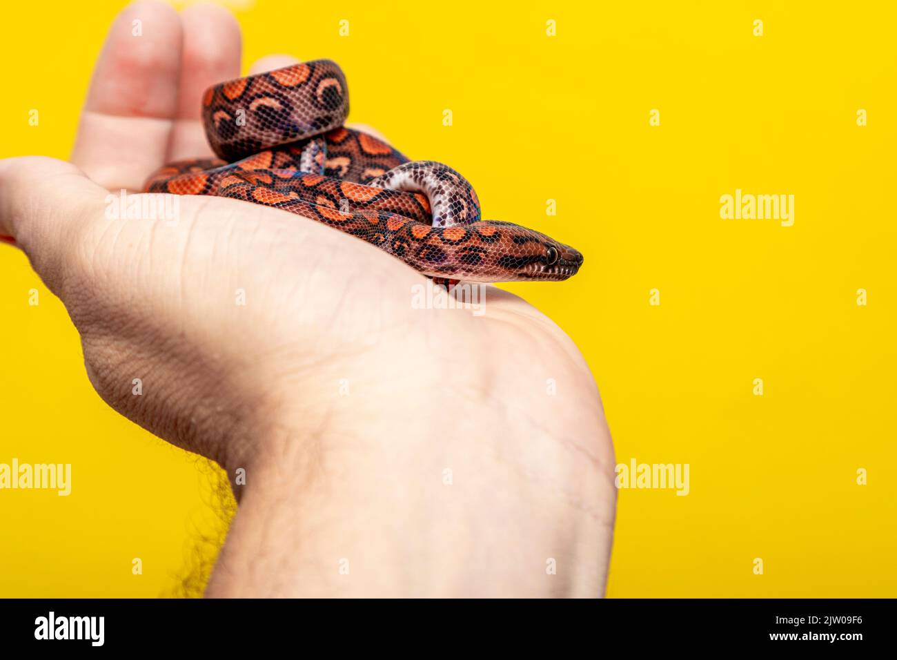 Epicrates cenchria is a boa species endemic to Central and South ...
