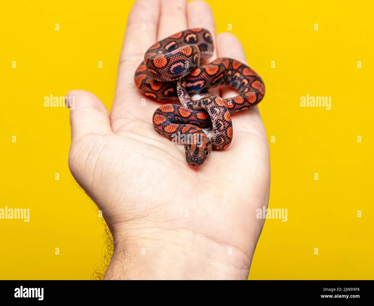 Epicrates cenchria is a boa species endemic to Central and South ...