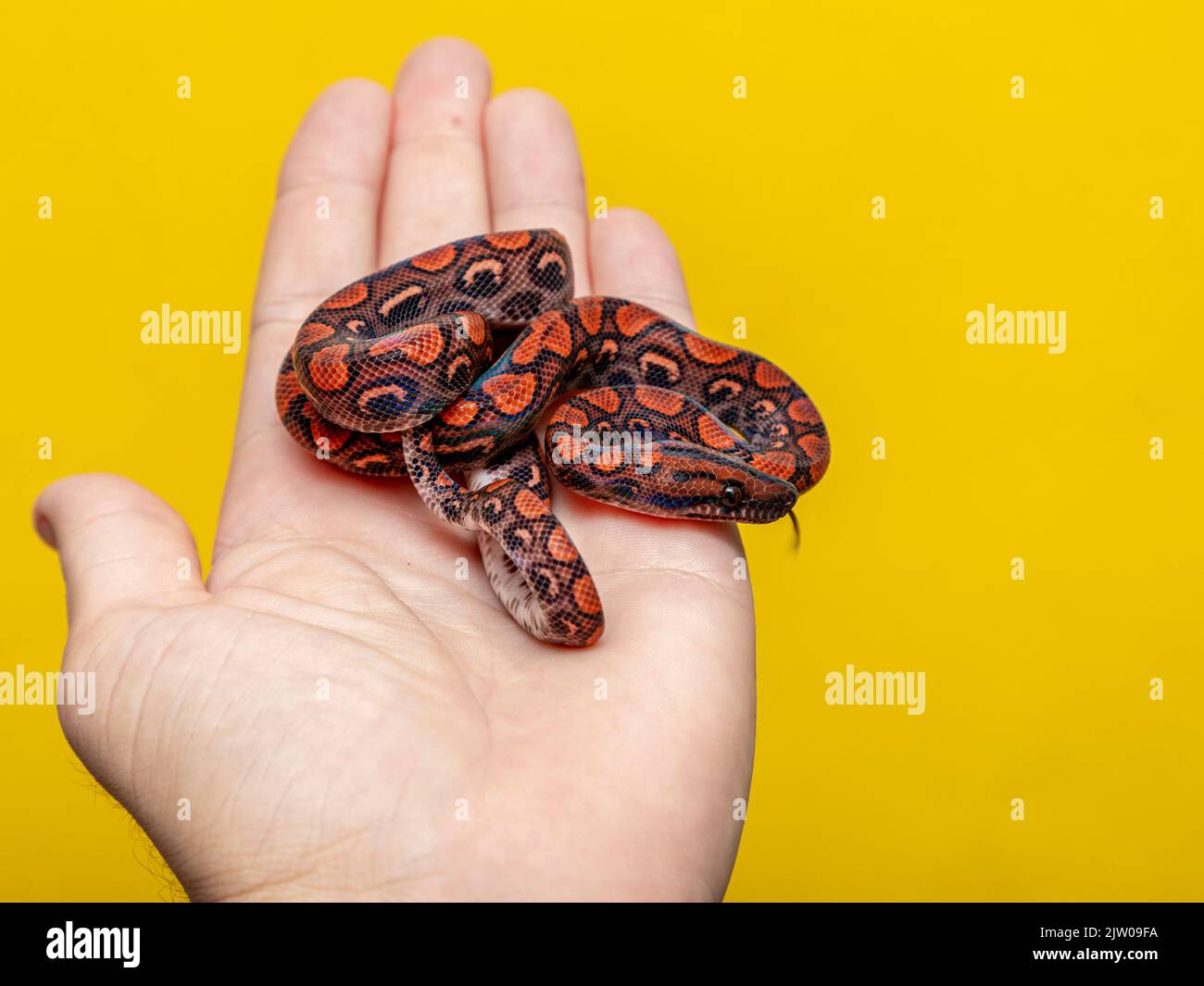 Epicrates cenchria is a boa species endemic to Central and South ...