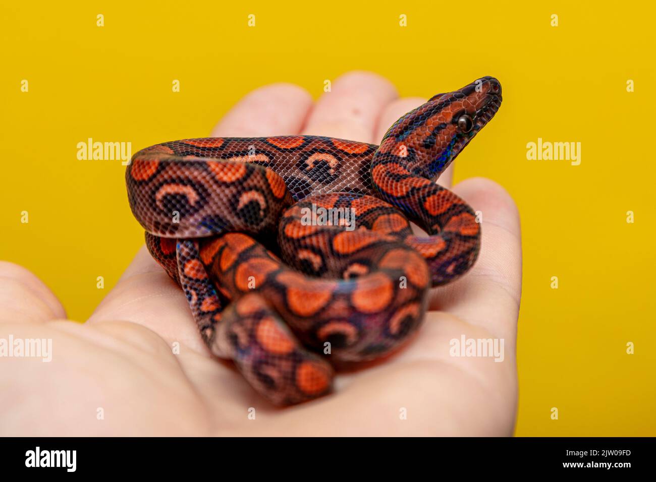 Epicrates cenchria is a boa species endemic to Central and South ...