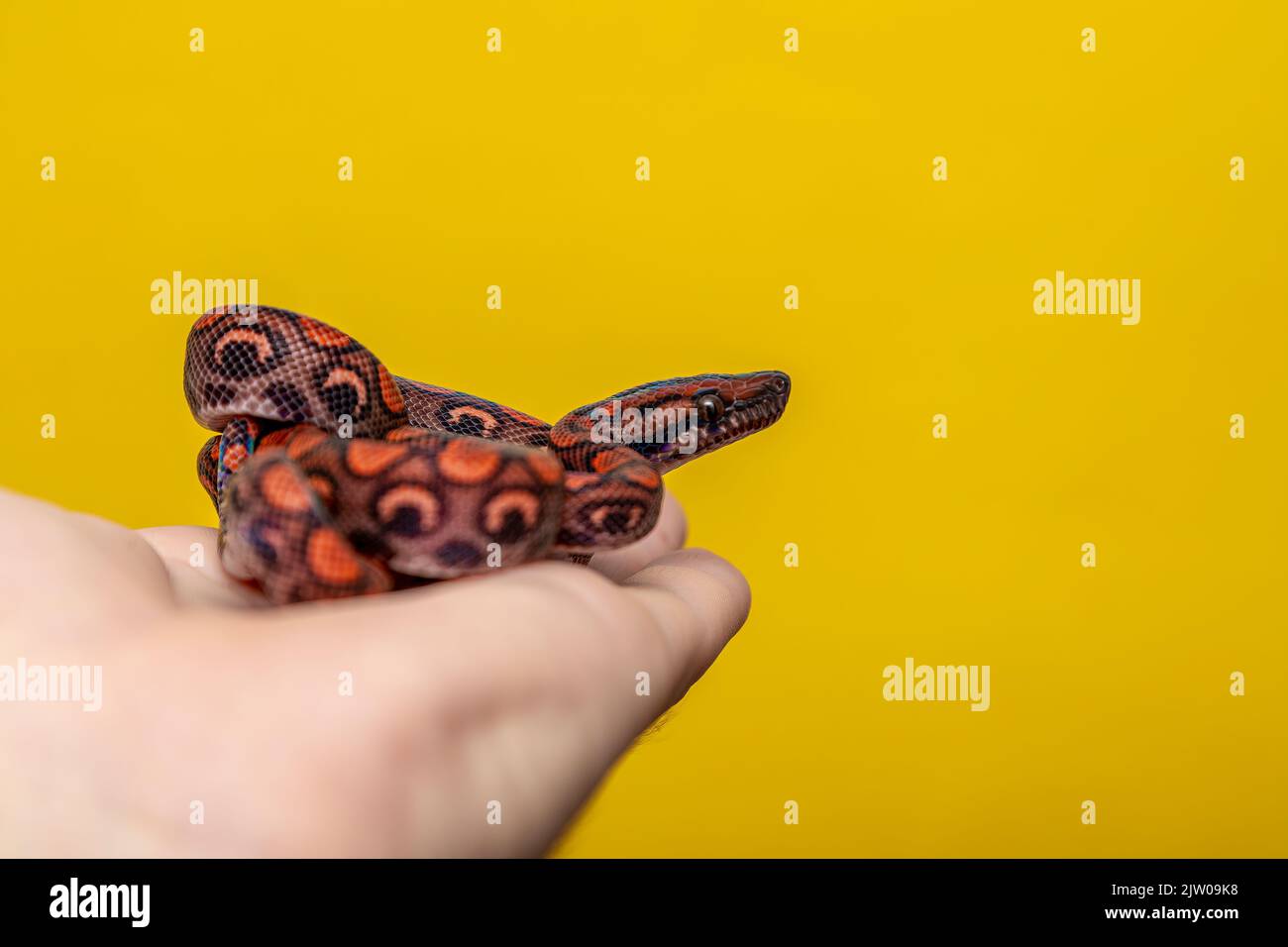 Epicrates cenchria is a boa species endemic to Central and South ...