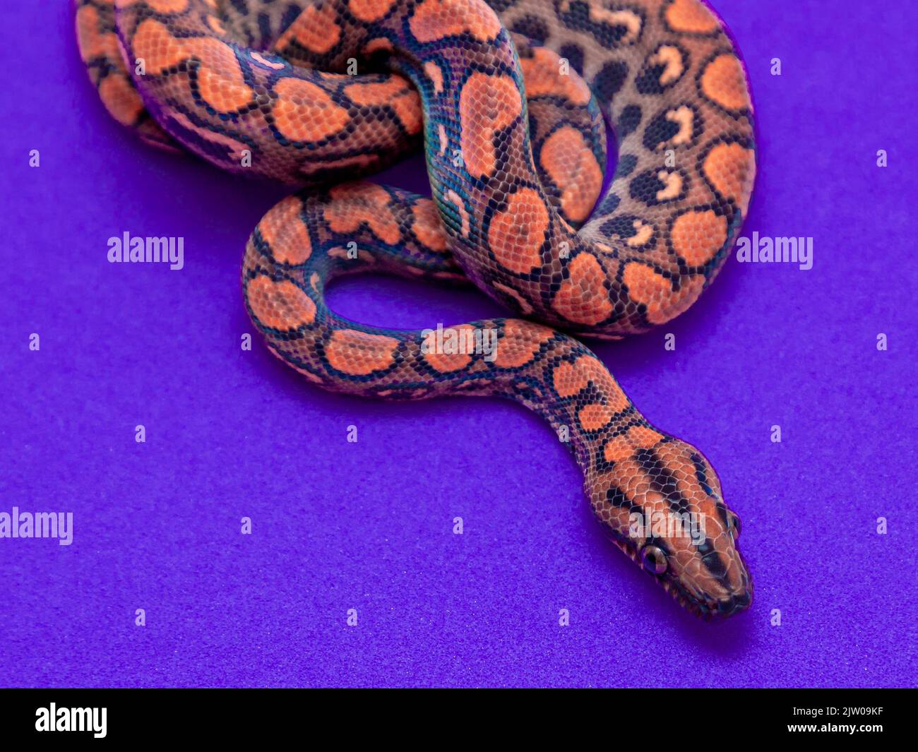 Epicrates cenchria is a boa species endemic to Central and South ...