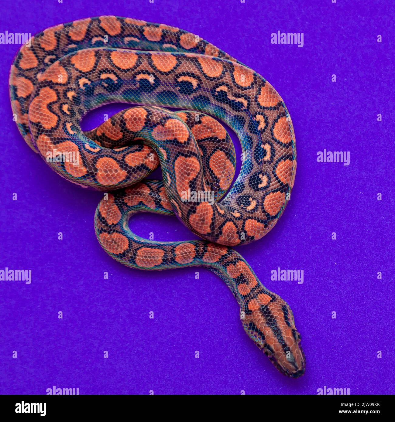 Epicrates cenchria is a boa species endemic to Central and South ...