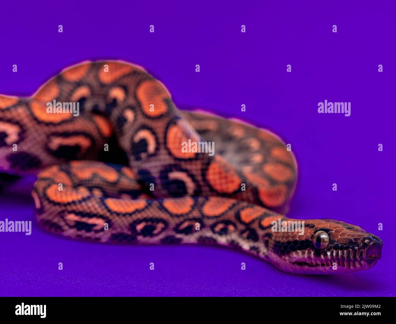 Epicrates cenchria is a boa species endemic to Central and South ...