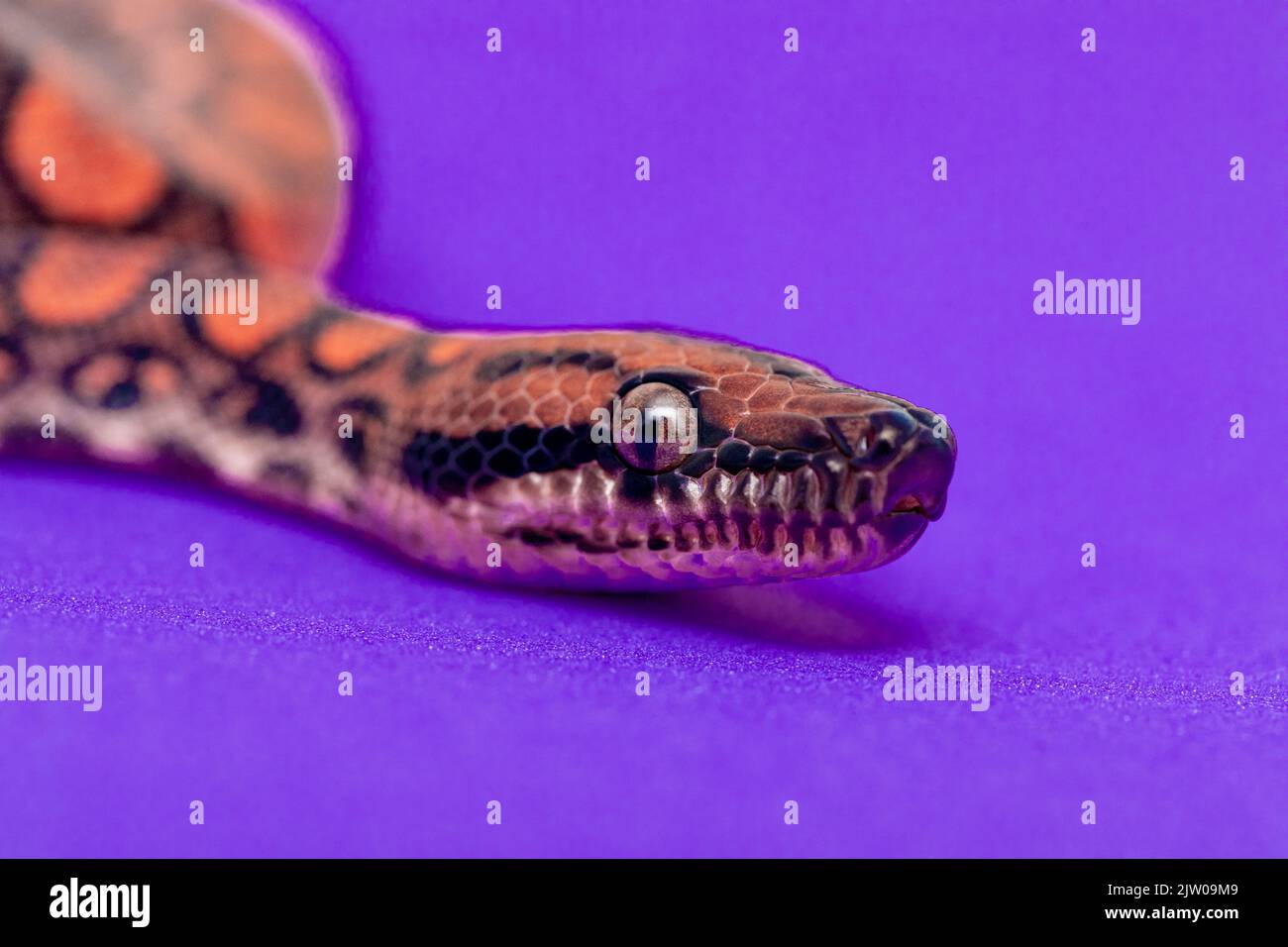 Epicrates cenchria is a boa species endemic to Central and South ...