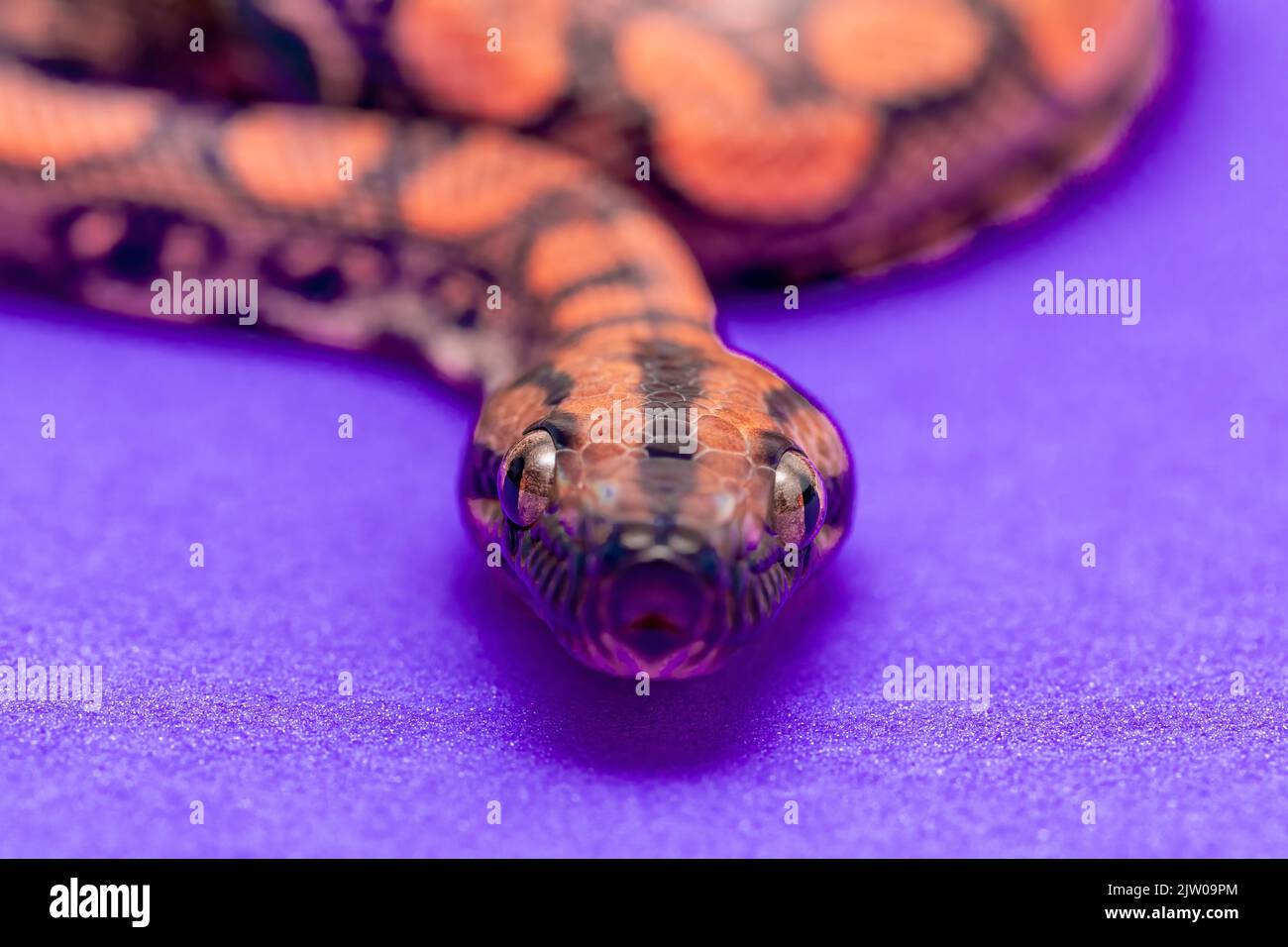 Epicrates cenchria is a boa species endemic to Central and South ...