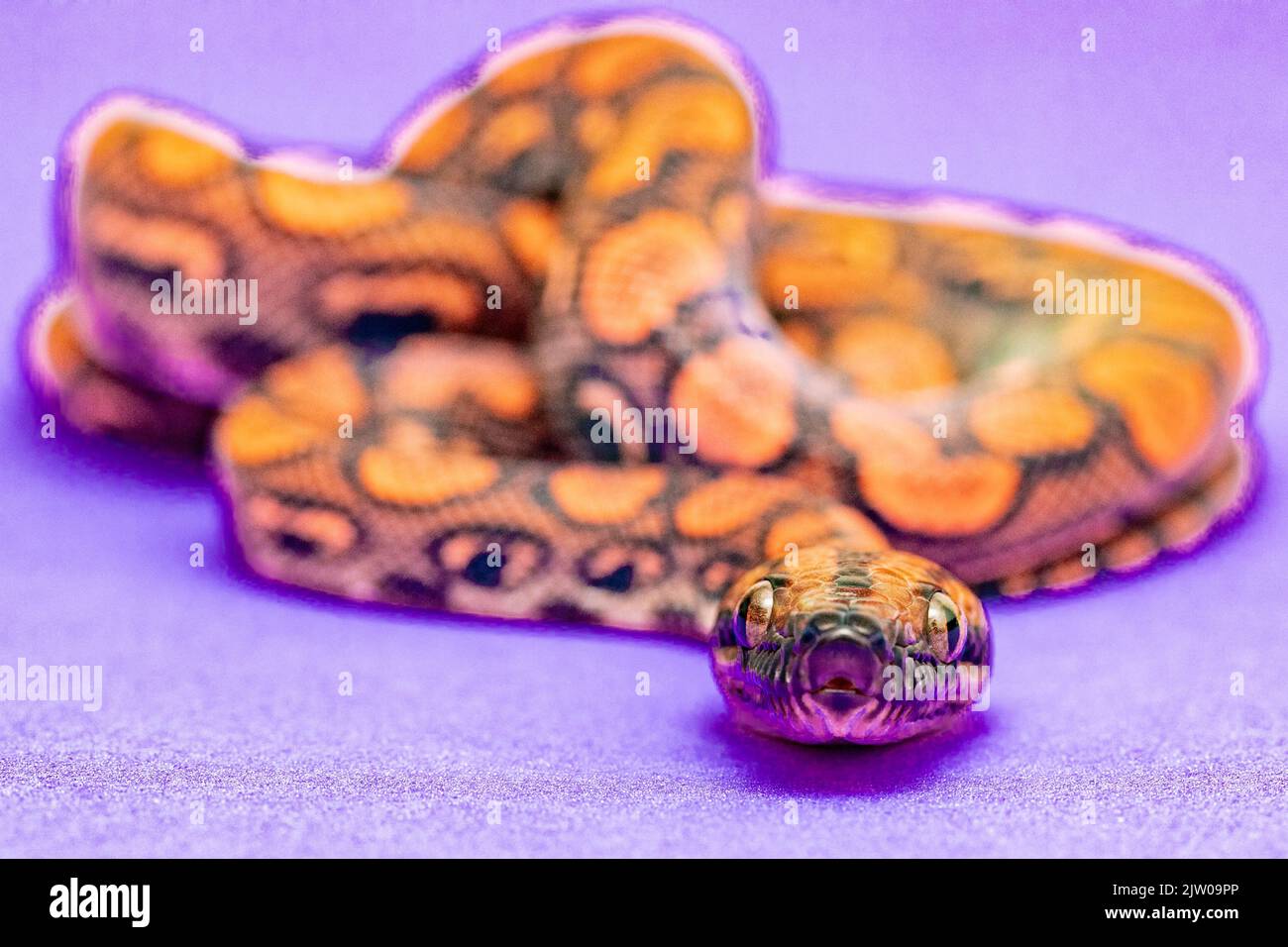 Epicrates cenchria is a boa species endemic to Central and South ...