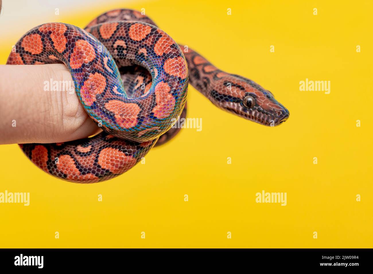 Epicrates cenchria is a boa species endemic to Central and South ...