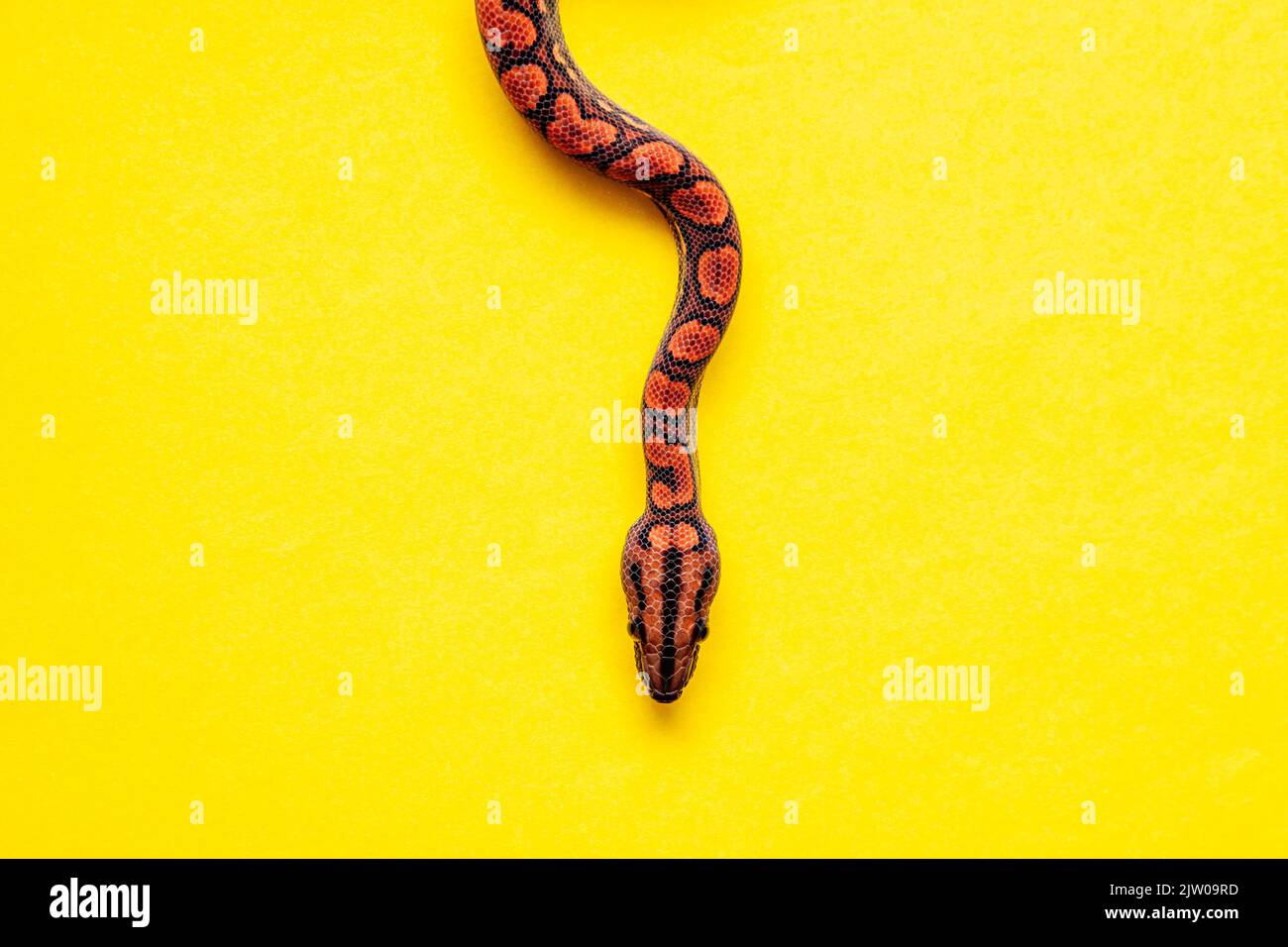 Epicrates cenchria is a boa species endemic to Central and South ...