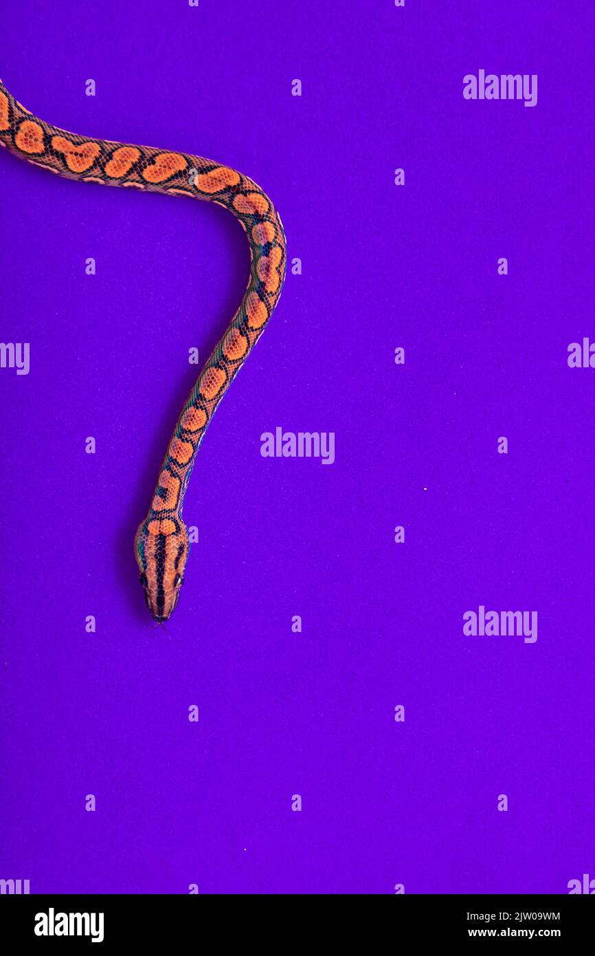 Epicrates cenchria is a boa species endemic to Central and South ...