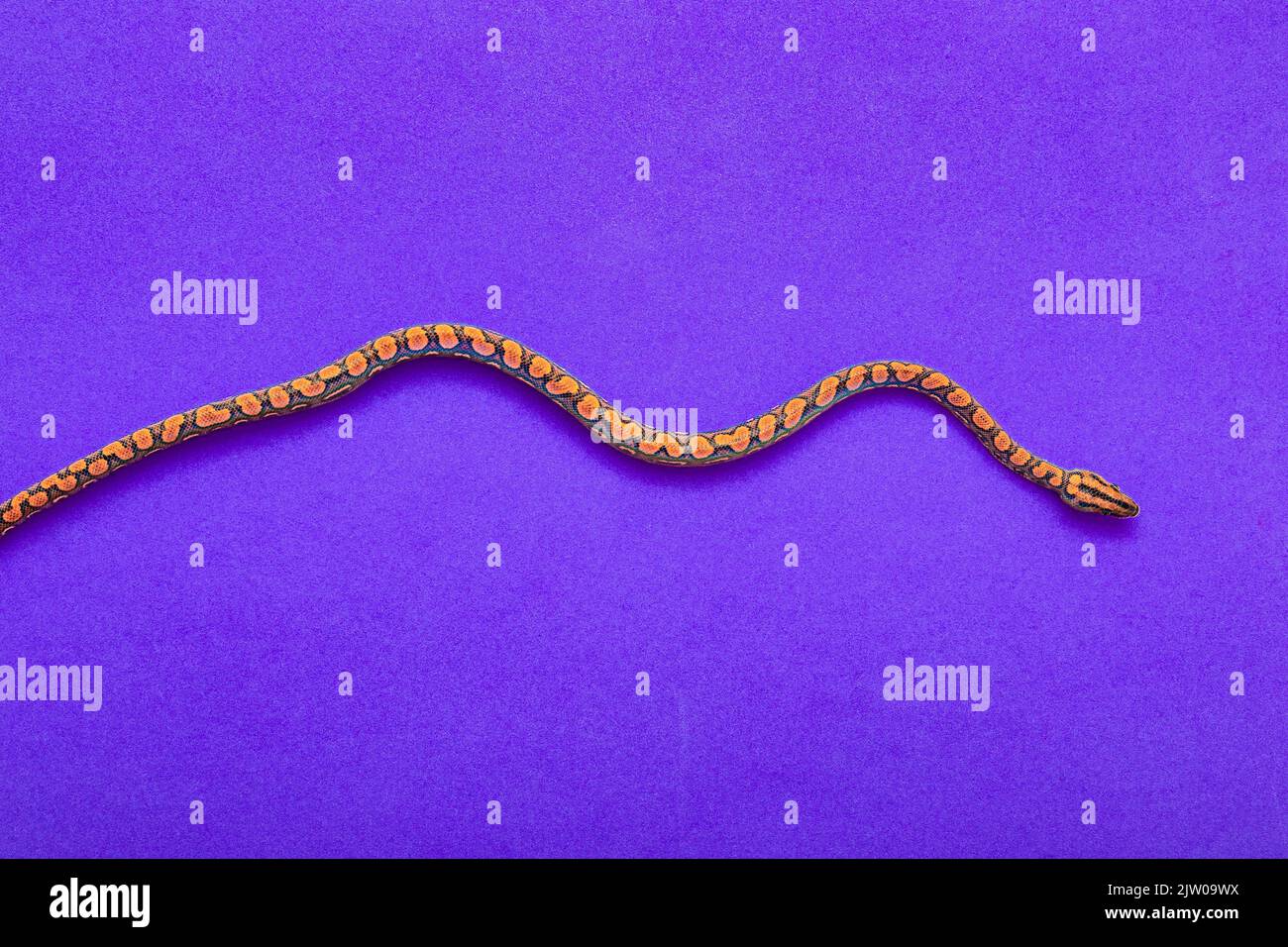 Epicrates cenchria is a boa species endemic to Central and South ...