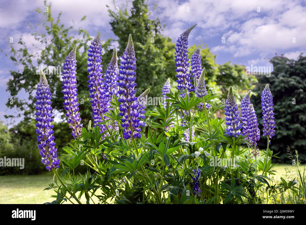 White lupin hi-res stock photography and images - Alamy