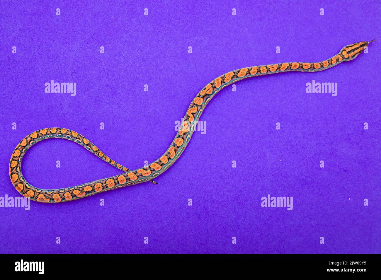 Epicrates cenchria is a boa species endemic to Central and South ...