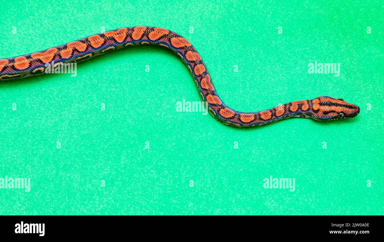 Epicrates cenchria is a boa species endemic to Central and South ...