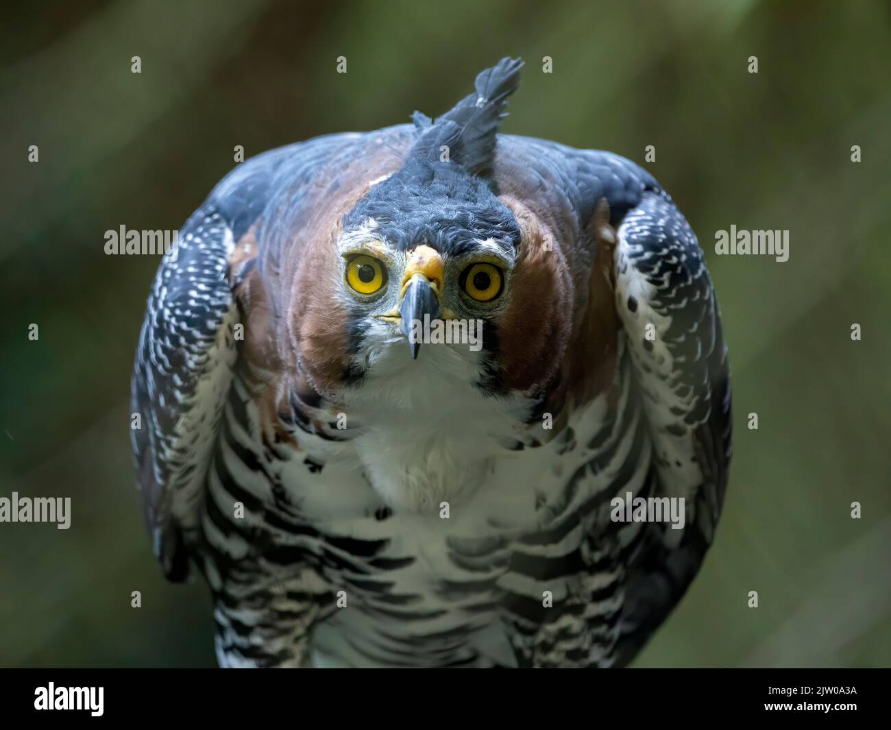 The ornate hawk-eagle (Spizaetus ornatus) is a fairly large bird of ...