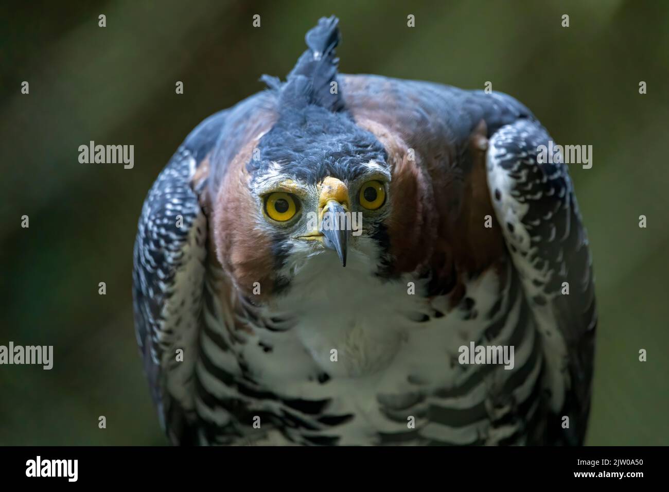 The ornate hawk-eagle (Spizaetus ornatus) is a fairly large bird of ...