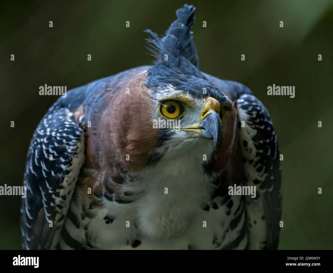 The ornate hawk-eagle (Spizaetus ornatus) is a fairly large bird of ...
