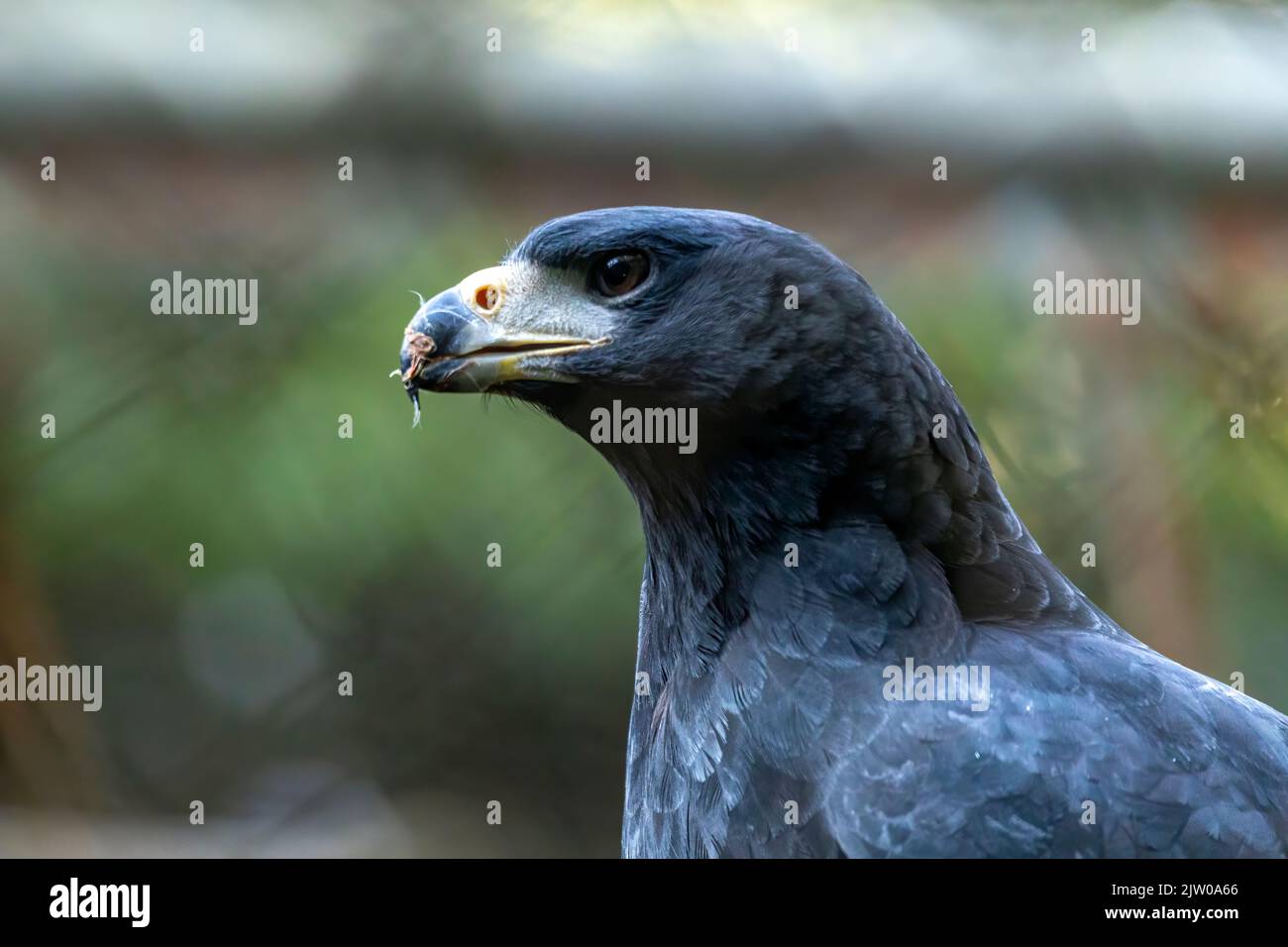 The adult great black hawk is 56 to 64 centimetres (22 to 25 in) long ...