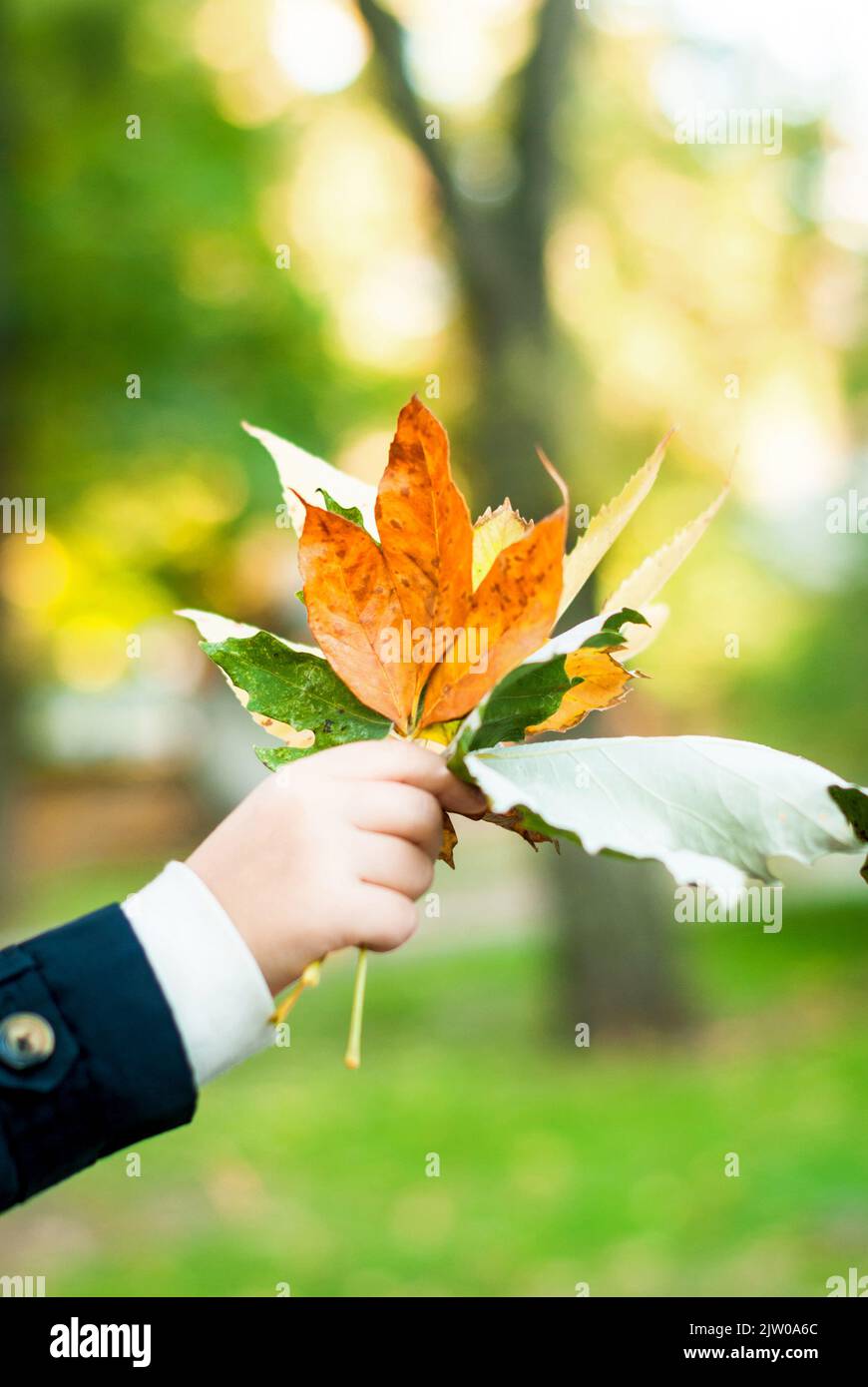 Little girl's hands holding autumn maple leaves. Beautiful autumn ...