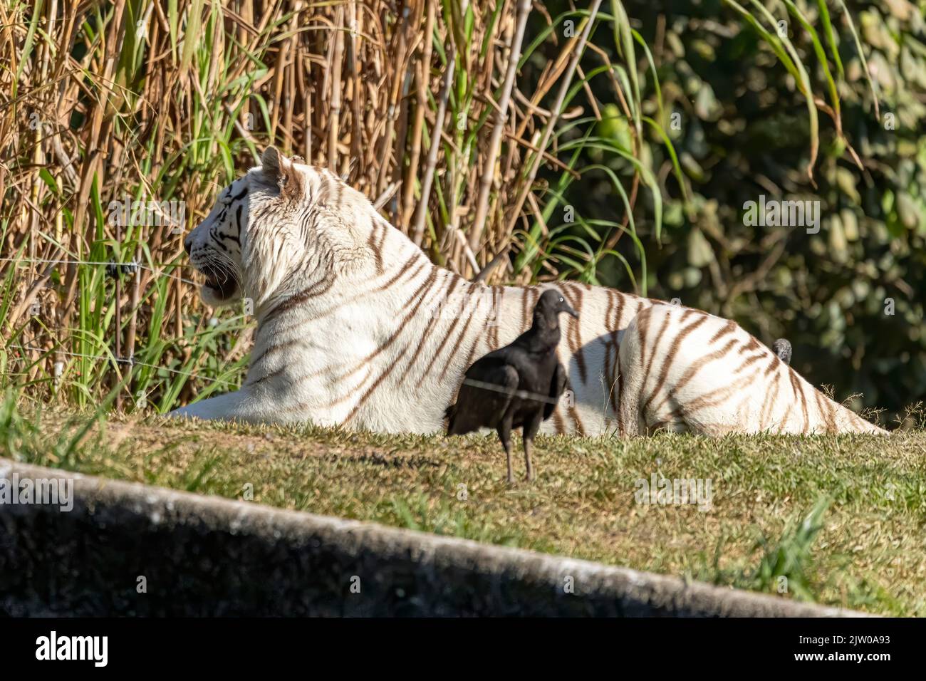 White Panthera tigris tigris is the native tiger subspecies of mainland ...