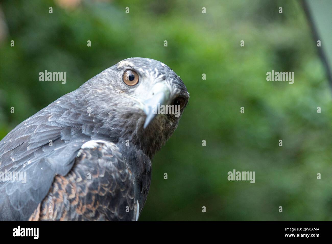 The black-chested buzzard-eagle (Geranoaetus melanoleucus) is a bird of ...