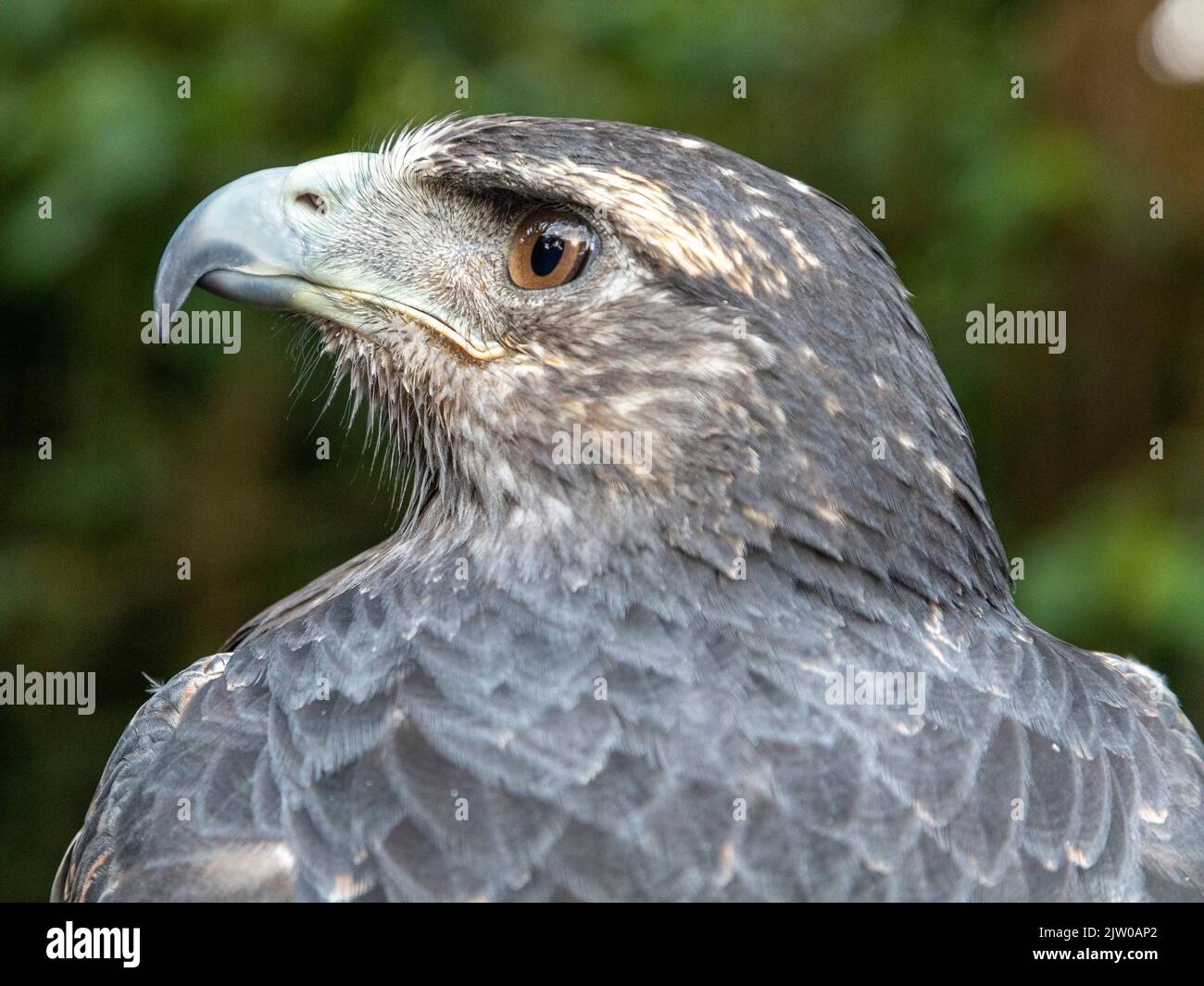 The Black chested Buzzard eagle Geranoaetus Melanoleucus Is A Bird Of