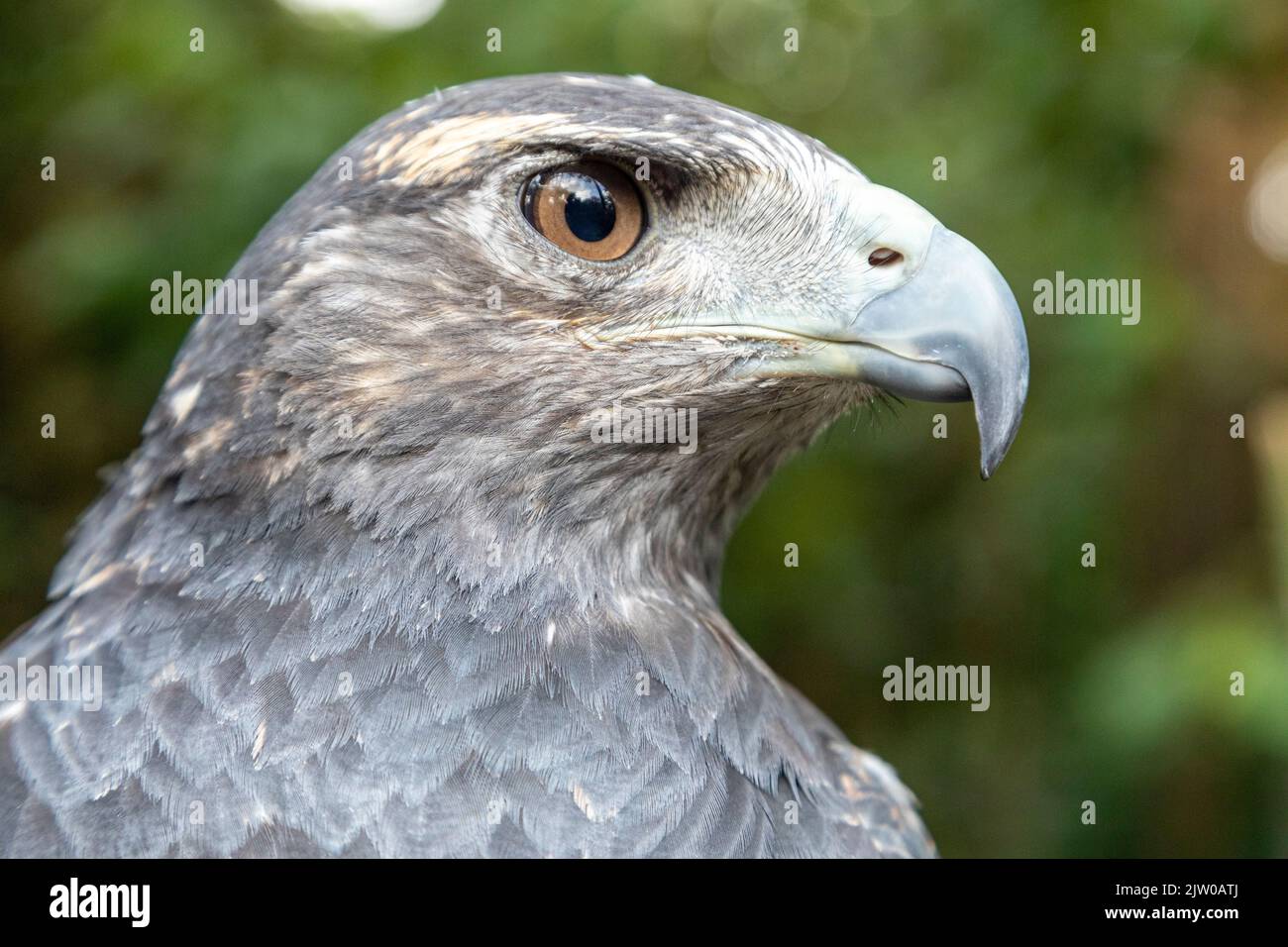 The black-chested buzzard-eagle (Geranoaetus melanoleucus) is a bird of ...