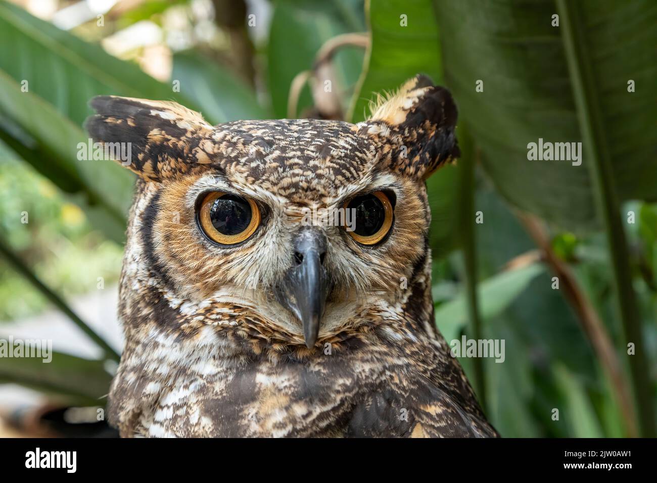 The great horned owl (Bubo virginianus), also known as the tiger owl or ...