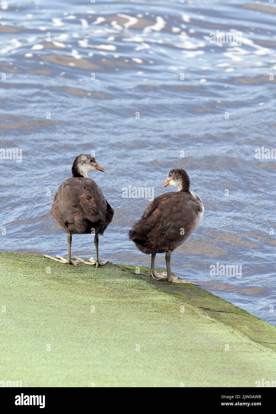 A view of couple of rail birds Stock Photo - Alamy