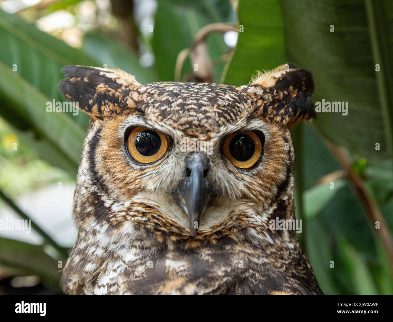 The great horned owl (Bubo virginianus), also known as the tiger owl or ...