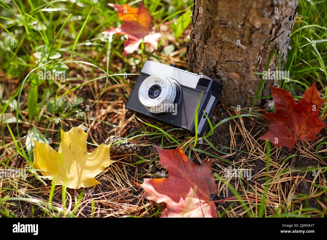 film camera and autumn leaves on ground in forest Stock Photo - Alamy