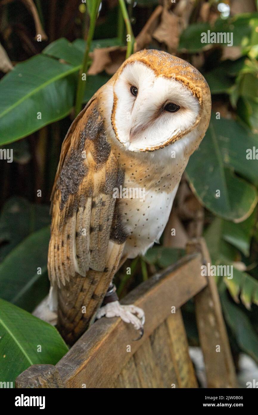 Barn owls (family Tytonidae) are one of the two families of owls, the ...