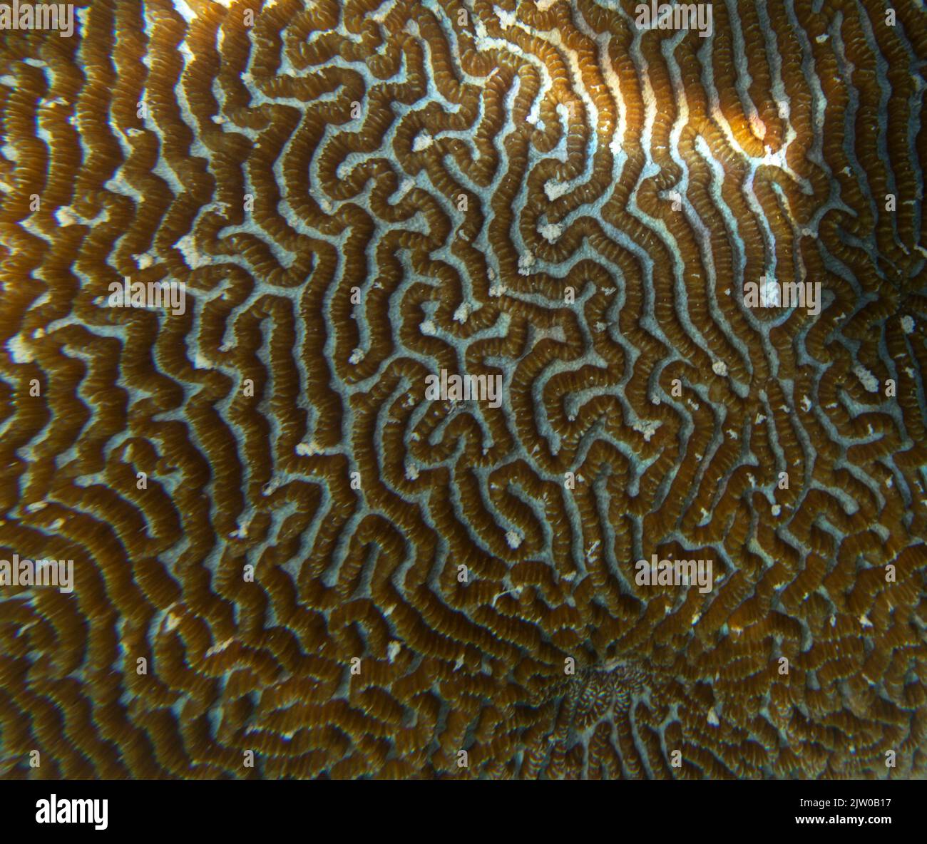 A view of coral texture in Indonesia Stock Photo - Alamy